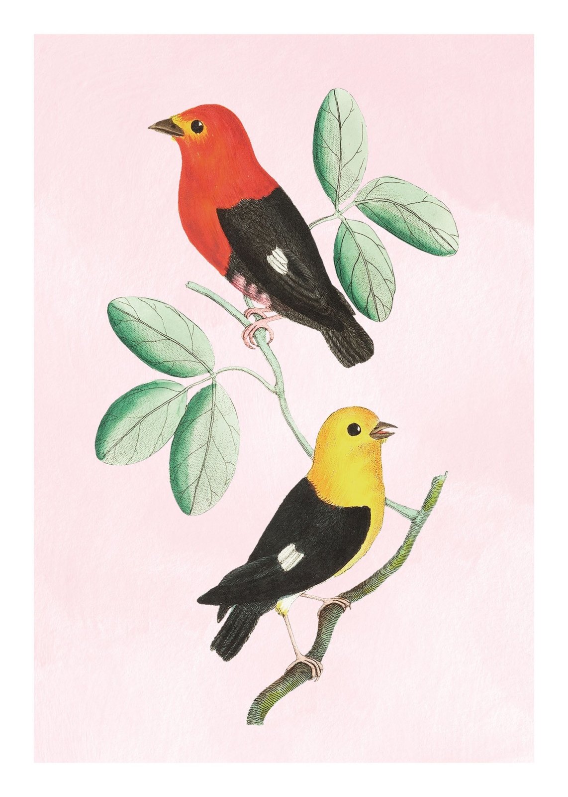 Bird On Branch Vintage Prints